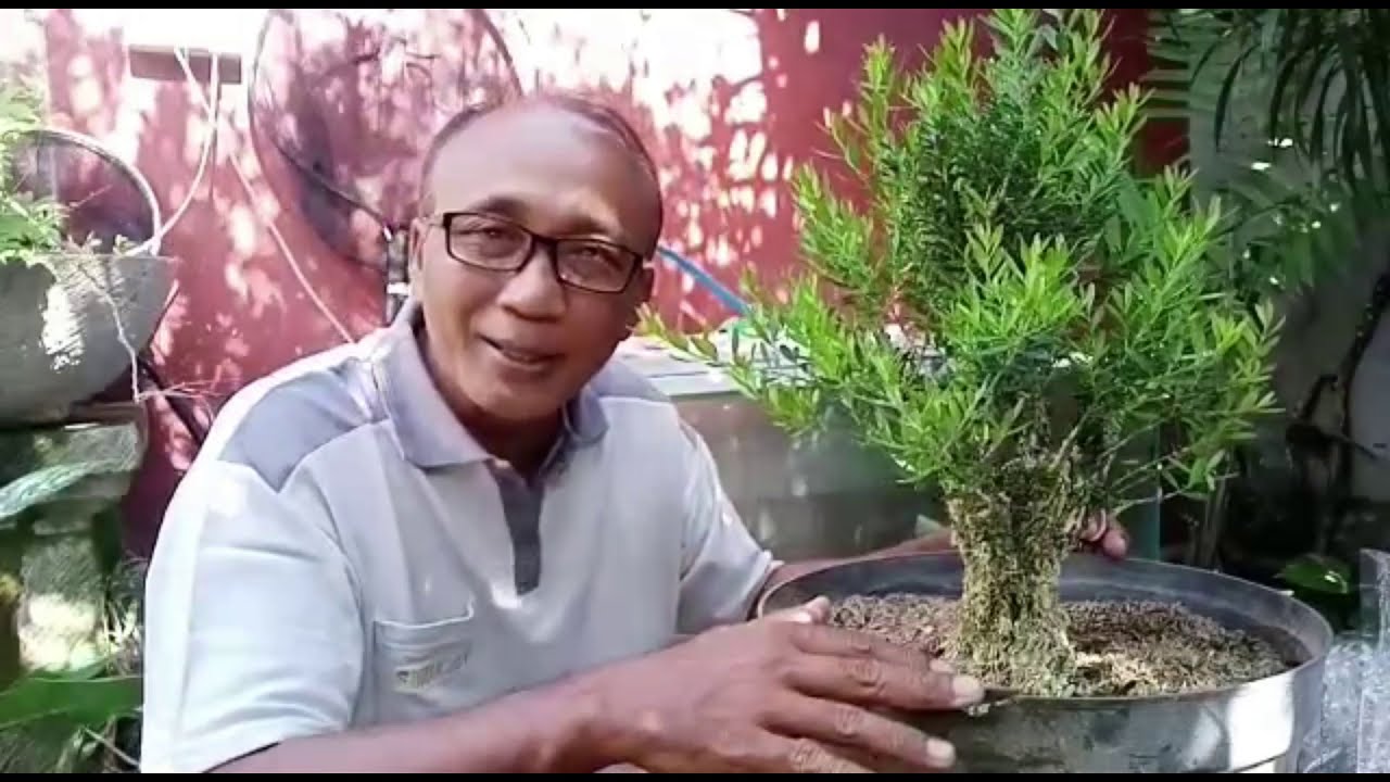 Belajar Bonsai Dari Tanaman Boksus - YouTube