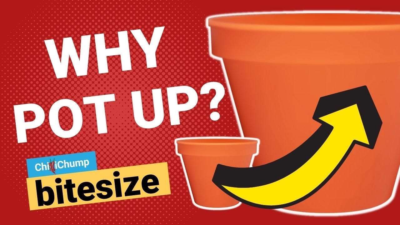 Why Pot Up Chilli Plants? CCBS Episode 12 - YouTube