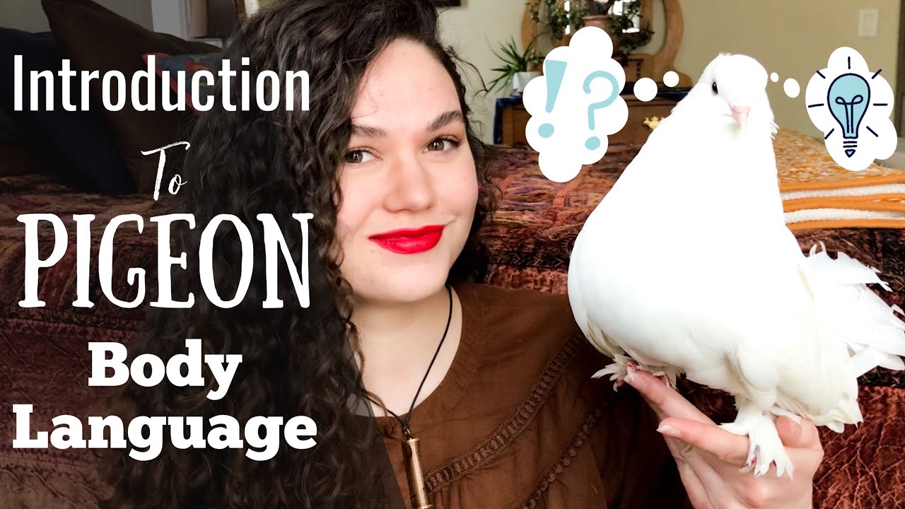 Introduction to Pigeon Body Language - YouTube