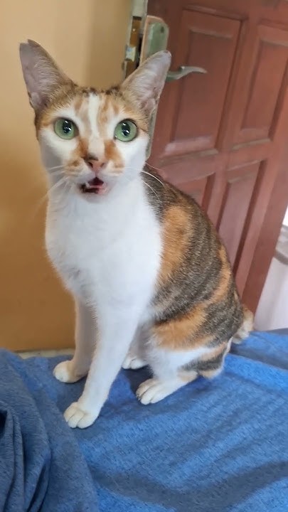 Si manjaaa 🥰 #cat #catcute #cuteanimal #shortvideo #shorts #calicocat # ...