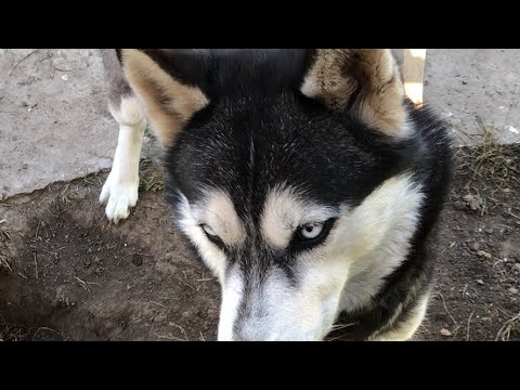 The Husky channel is live. - YouTube