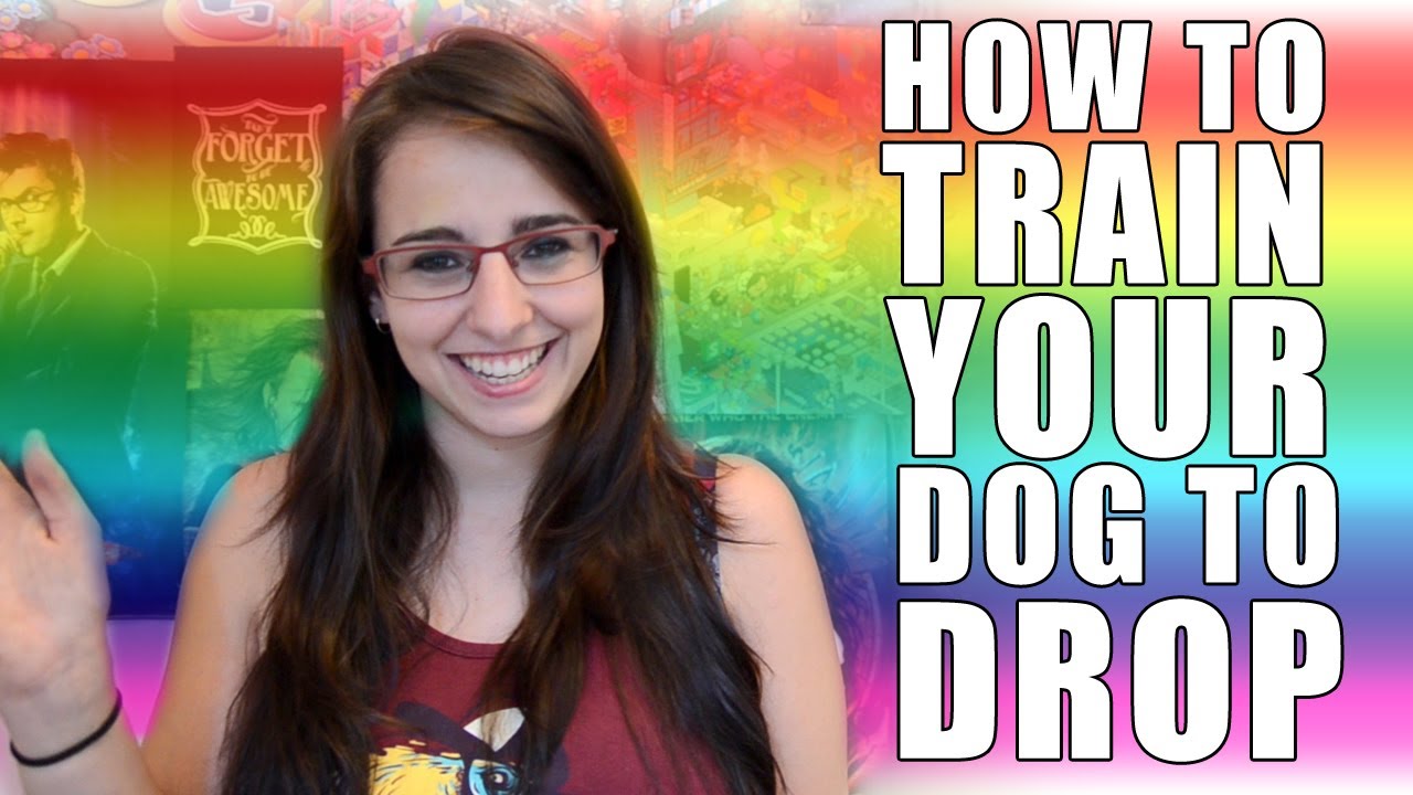 How to train your dog to drop! - YouTube