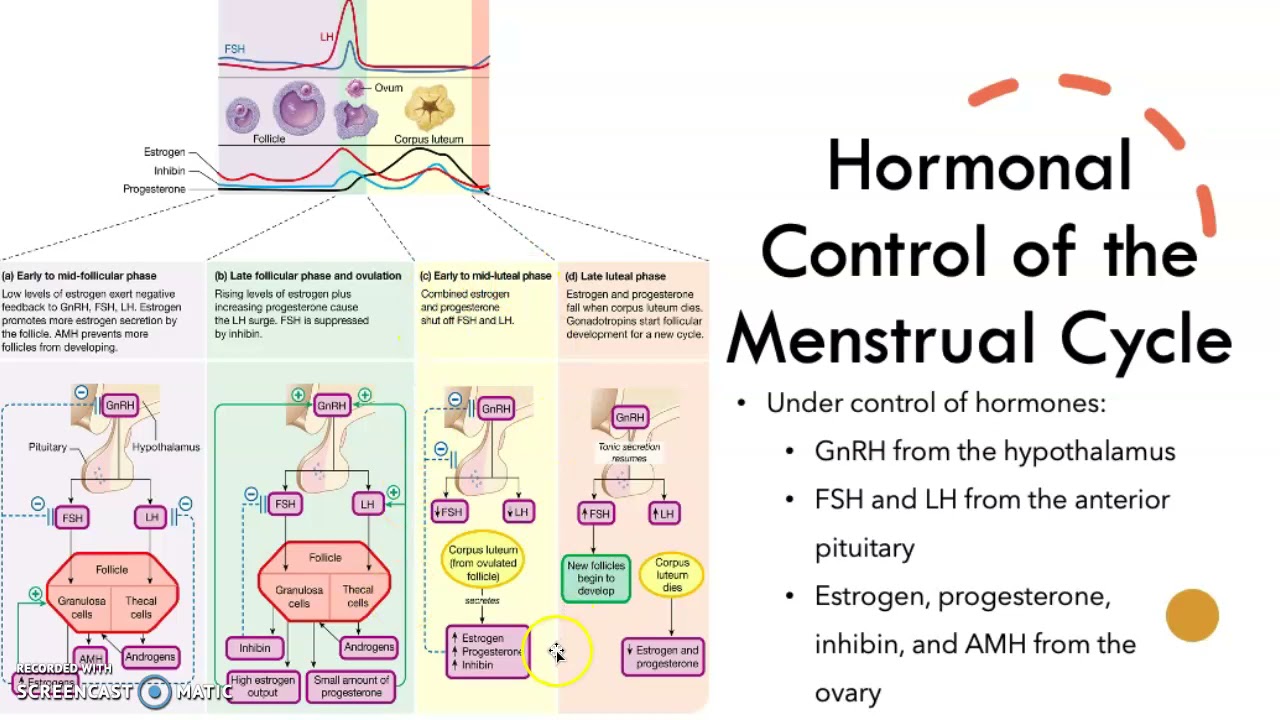 Feedback loops in the non-gravid female reproductive system - YouTube