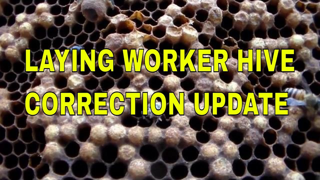 Beekeeping: Laying worker bee hive update - part 2 - YouTube