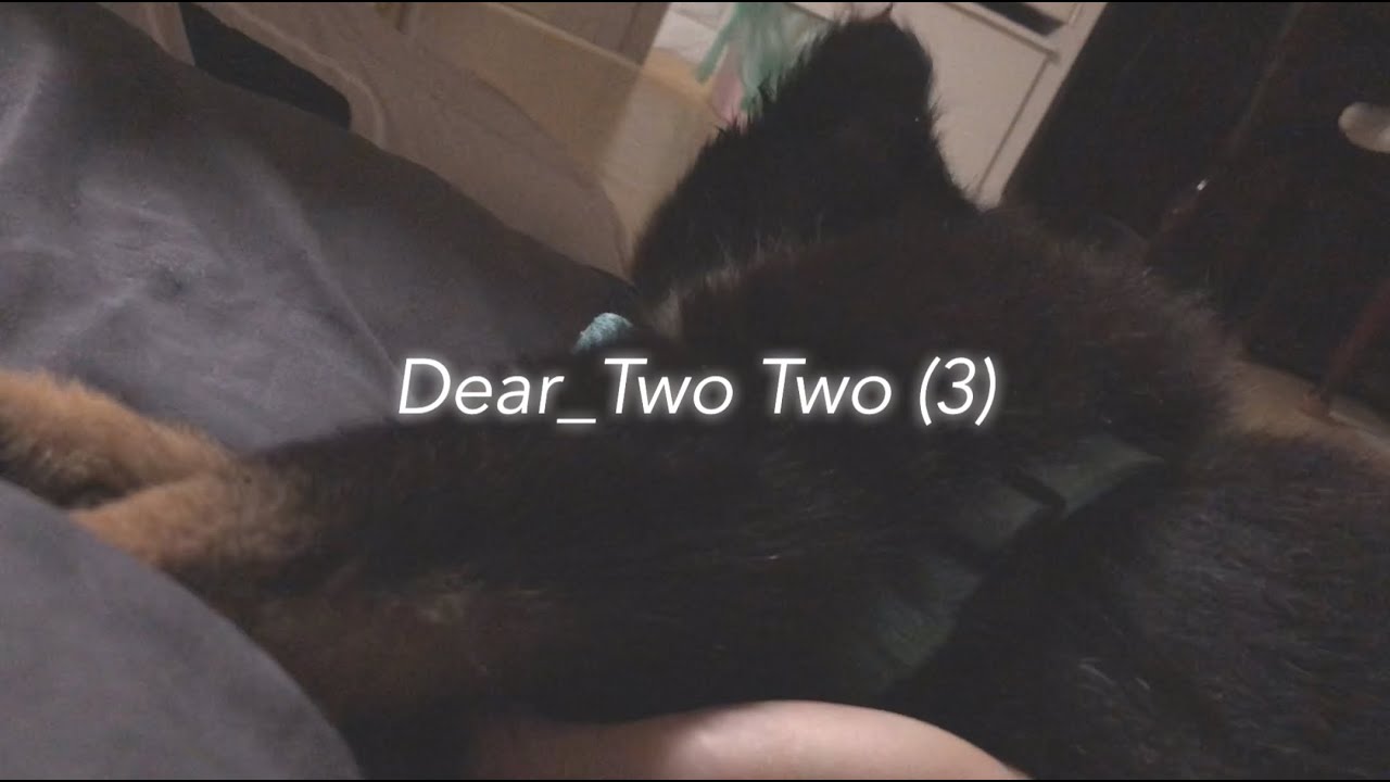 Dear_ Two Two(디어 투투) 3 : 반려견 투투와의 경주 여행 ~ - YouTube
