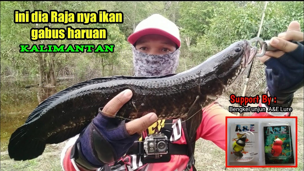INI DIA RAJA NYA IKAN GABUS HARUAN KALIMANTAN 🔴 CASTING IKAN GABUS ...