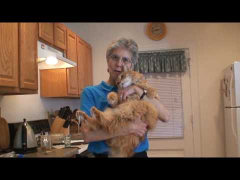 1. Sullivan the Cat - YouTube