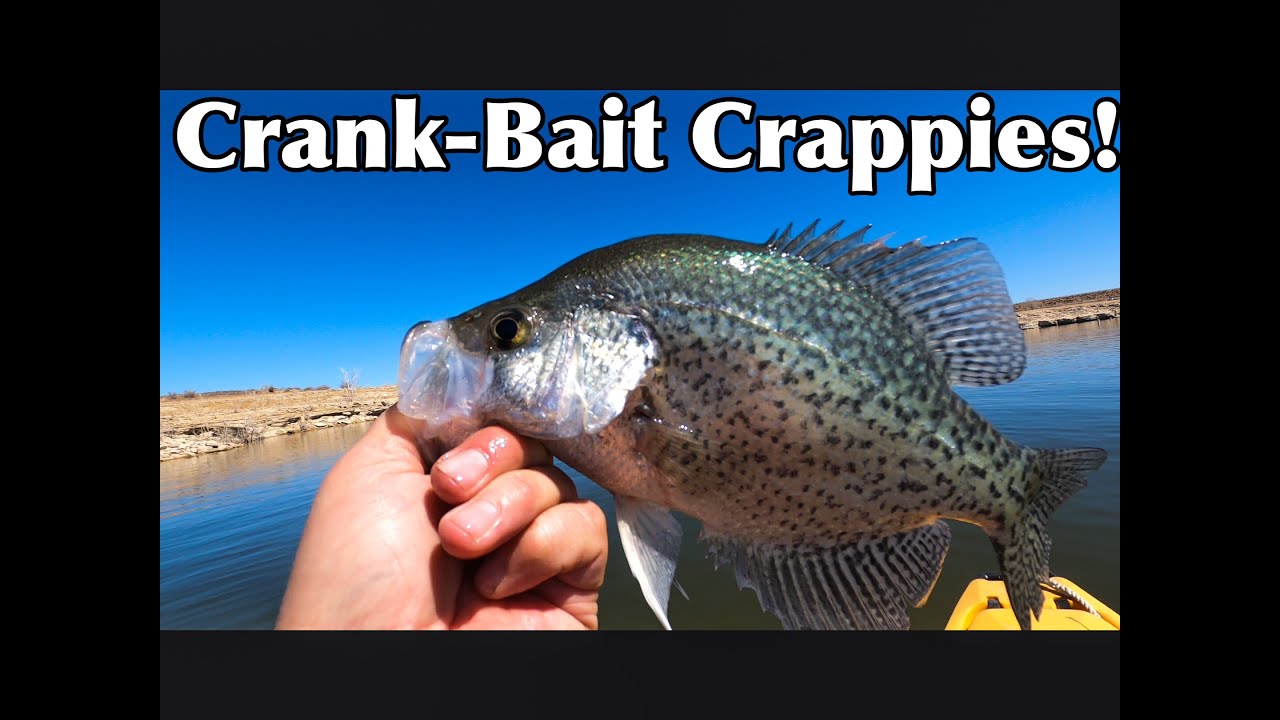 Colorado Crank-Bait Crappies, Carp + White Bass and a Bobber - YouTube