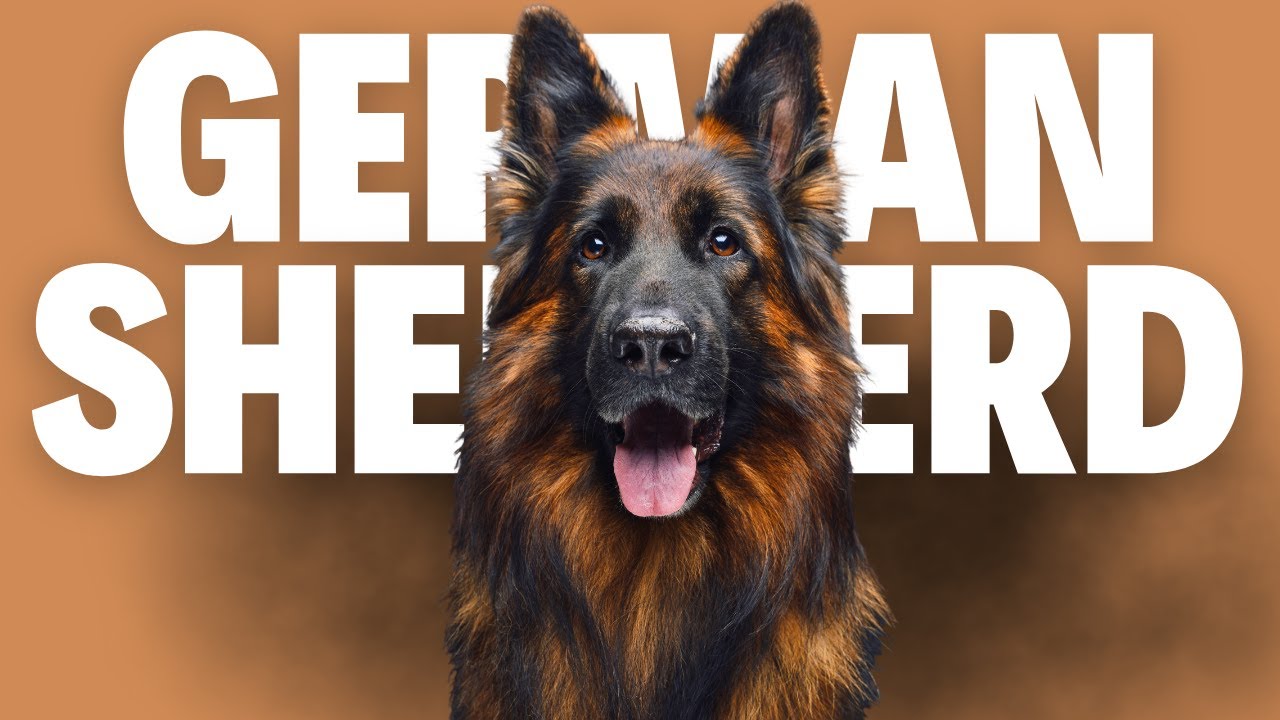 German Shepherd Dog - THE ALPHA DOG - YouTube