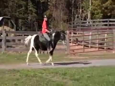 Little Britches 13h spotted saddle horse pony mare 11yrs ridden by kids ...