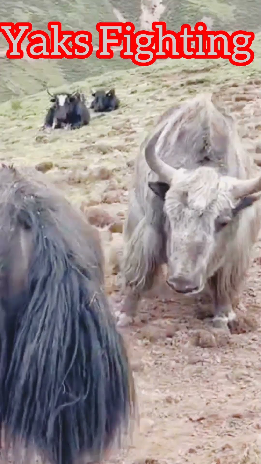 Yak l Yak Fight l Yak Breed l North Pole Animals l @viralyak - YouTube