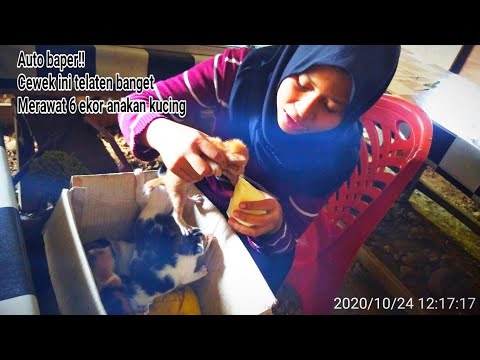 bikin meleleh!! cewek manis telaten menyusi 6 ekor anakan kucing kembang telon