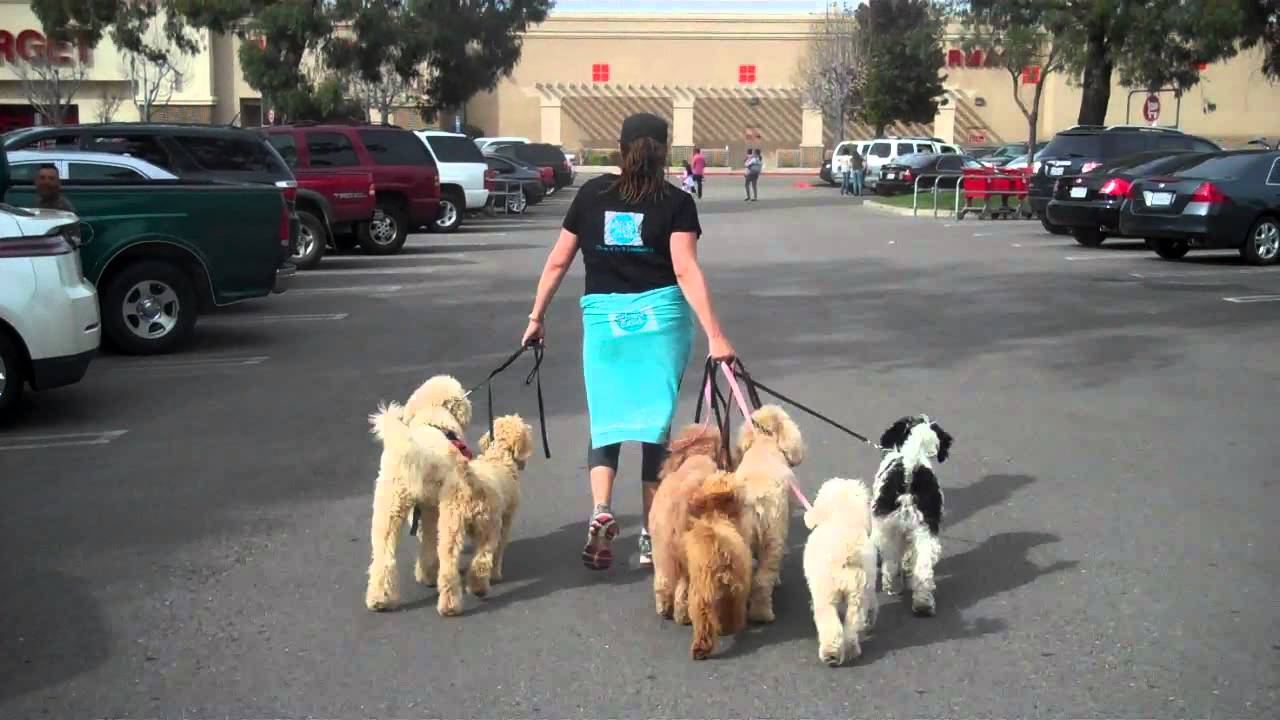 Take your dog to a shopping center and learn how to remain calm ...