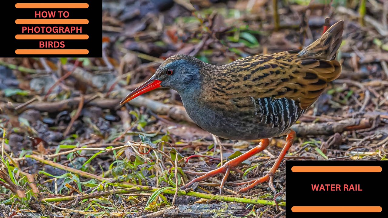 How to Photograph Water Rails - YouTube