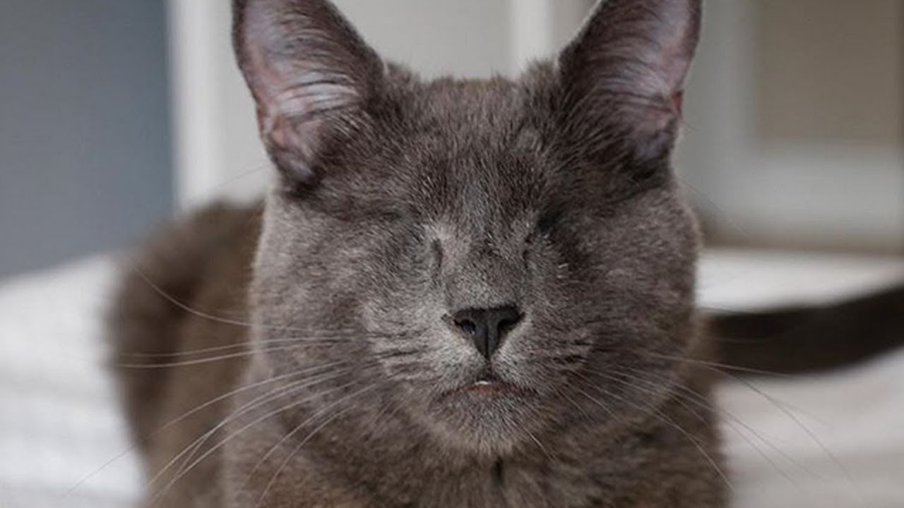 Meet Max, The Handsome Blind Cat Who Convinced His Parents To Adopt ...