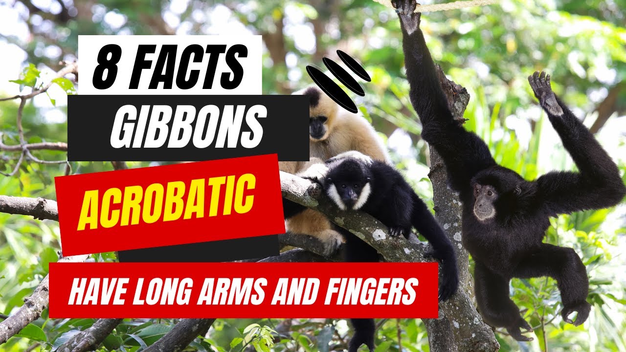 They can acrobatic : 8 Facts Gibbons, They have unique vocalizations ...