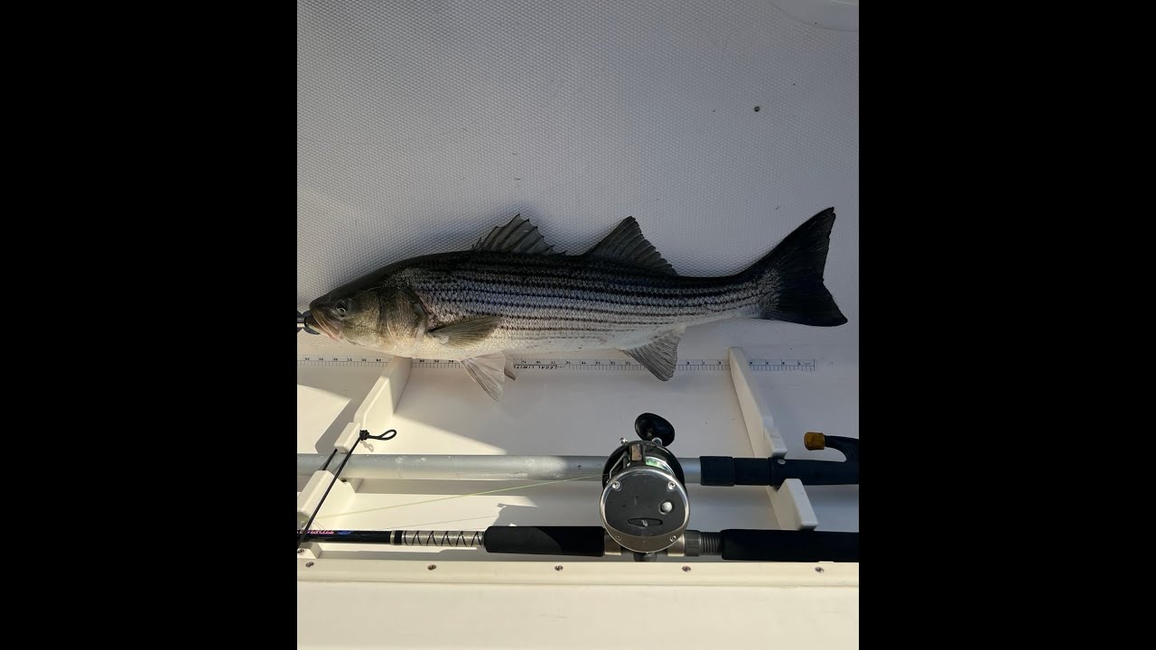 Buzzards Bay Cape Cod MA, Striper Migration Live Stream 4k Video/Audio ...