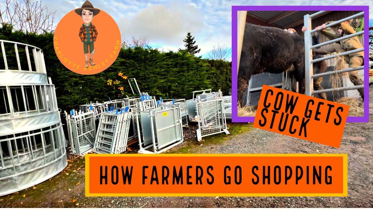 Cow gets properly stuck in a man gap 😬😬 Agri shopping at Relphs - YouTube