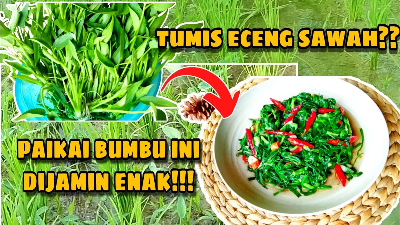 sering dianggap gulma padi ternyata tumbuhan ini enak banget || tumis ...