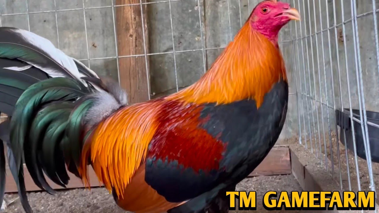 Sweater Penny Hatch Roundhead - TM FARM - YouTube