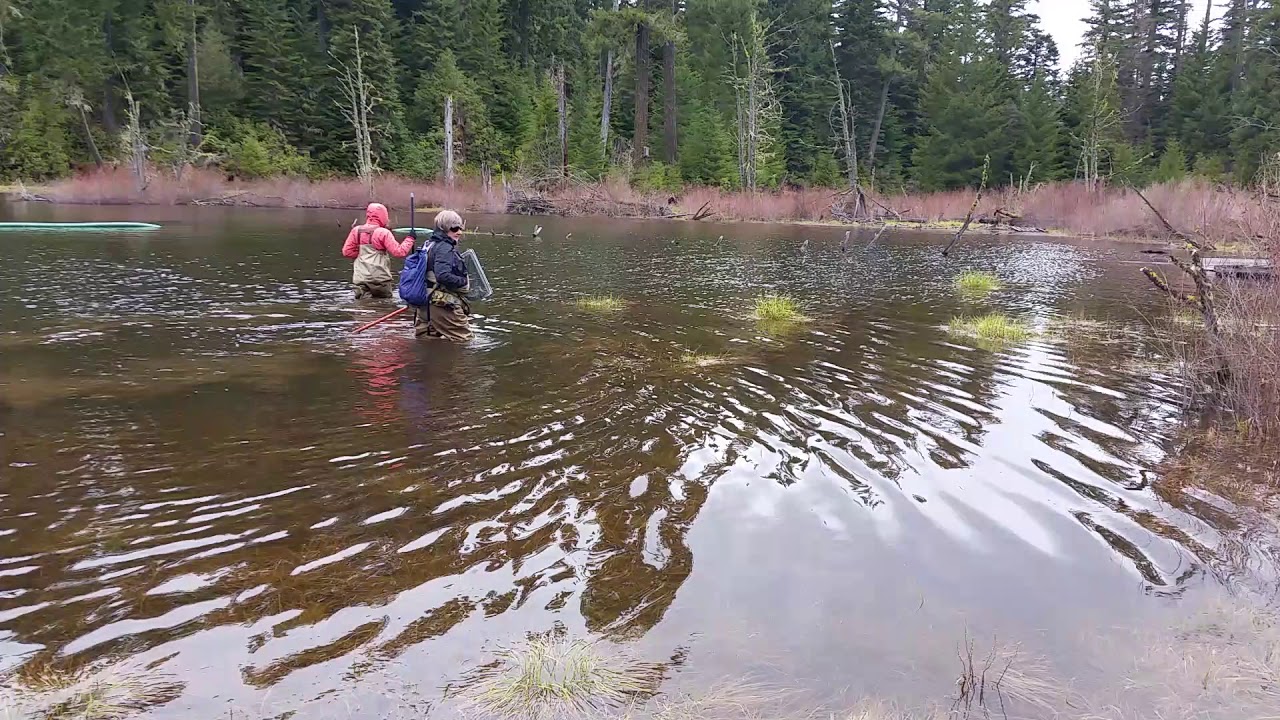 wetland restoration video 7 - YouTube