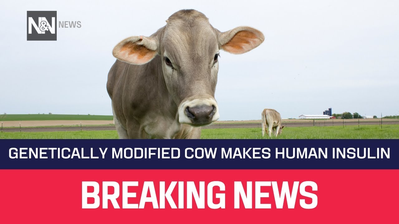 Genetically Modified Cows Produce Human Insulin - YouTube