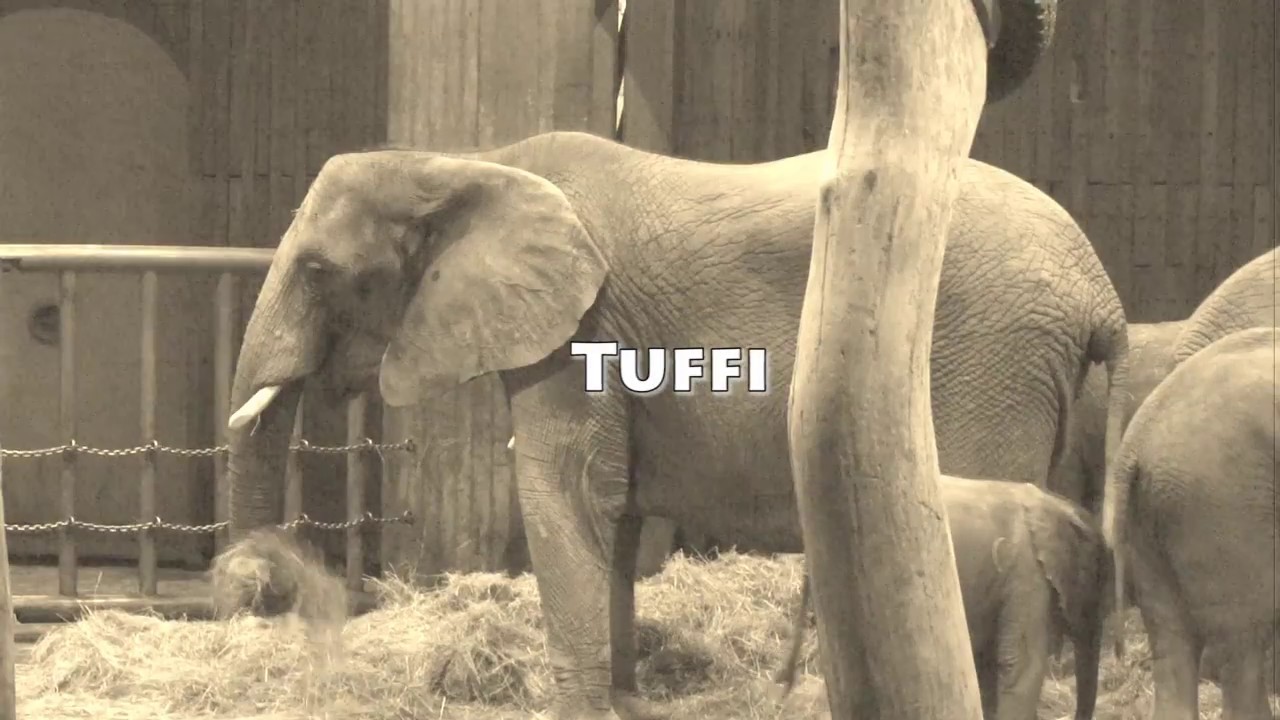 The Elephant that jumped out of a Monorail (Tuffi) - YouTube