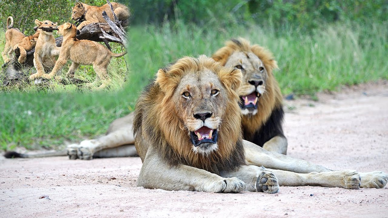 Hippo Pools Lion Coalition, Powerful Protectors of 7 Cubs | Shishangeni ...