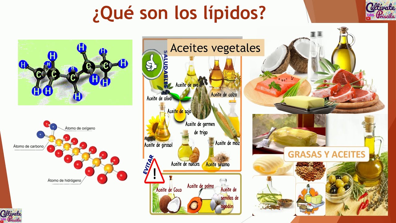 Lípidos - Biología - YouTube