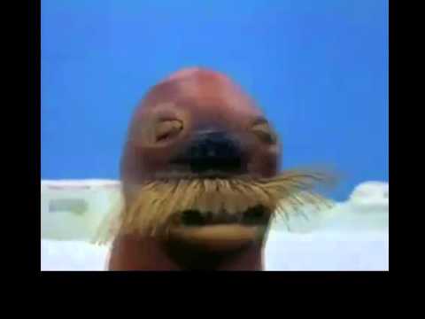 Pingu - Giant Trololol Seal - YouTube