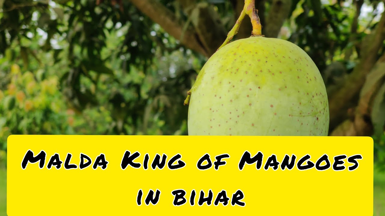 Malda (King of Mangoes) famous in Bihar##Ghungroo songs#Ever green# ...