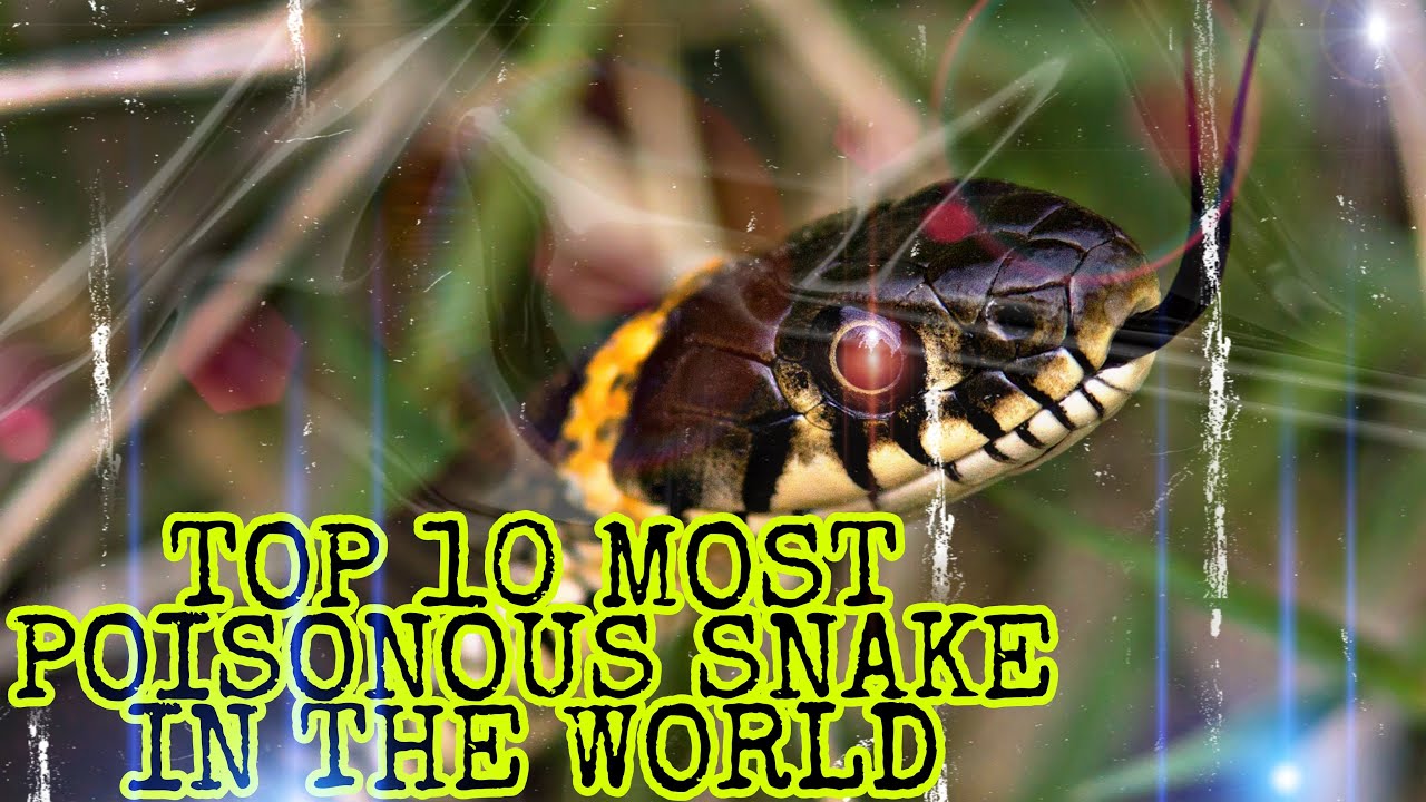 Dapat mong iwasan ang ahas na ito/pamagat tv - YouTube