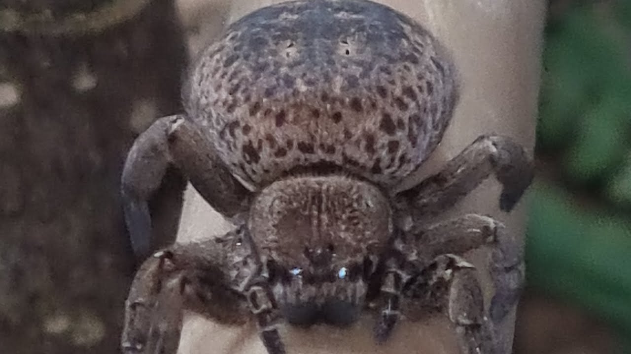 Meet diamond our Paradonea sp. “Limpopo” decorated velvet spider - YouTube