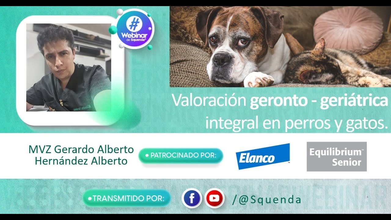 Valoración Geronto - Geriátrica integral en perros y gatos - MVZ ...
