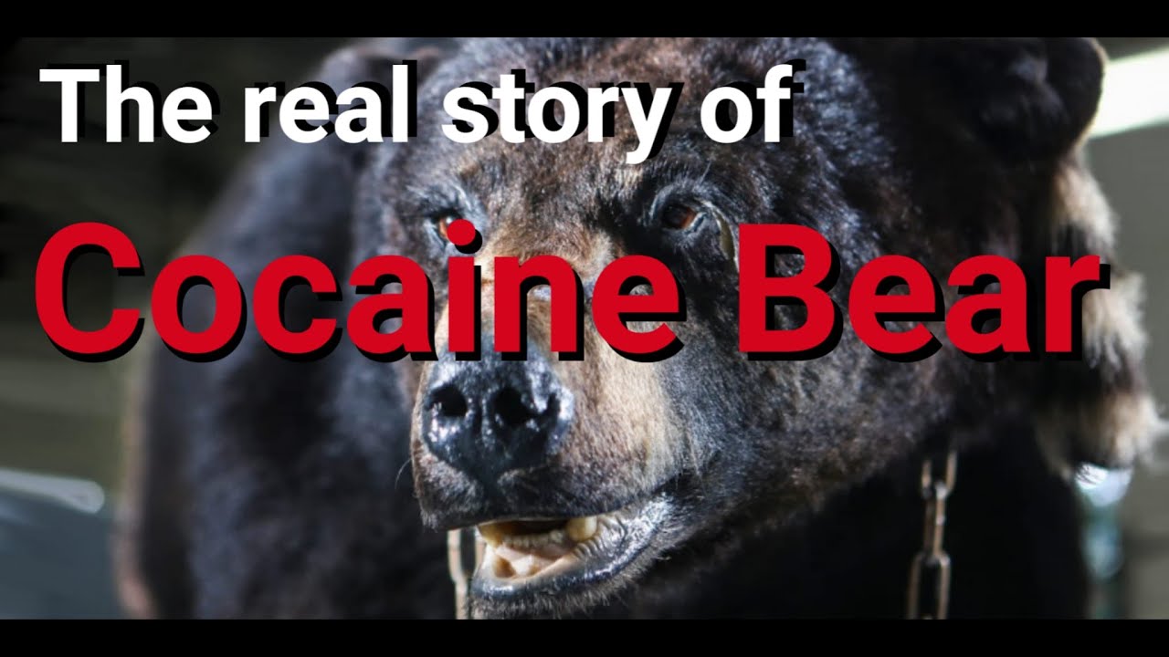 The real story of Cocaine Bear - YouTube