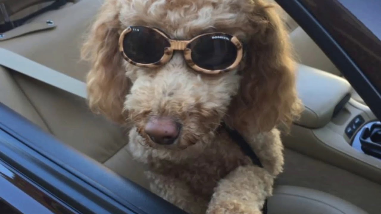 Dogs Day- King Palmer - New Century Orchestra/Ivor Slaney - FDH 340 ...