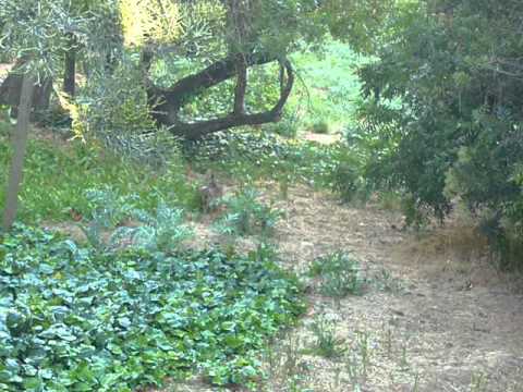 Coyote barking, early morning - YouTube