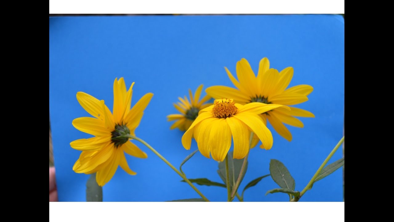 TUPINAMBO O PATACA (Helianthus tuberosus) PLANTAS MEDICINALES - YouTube