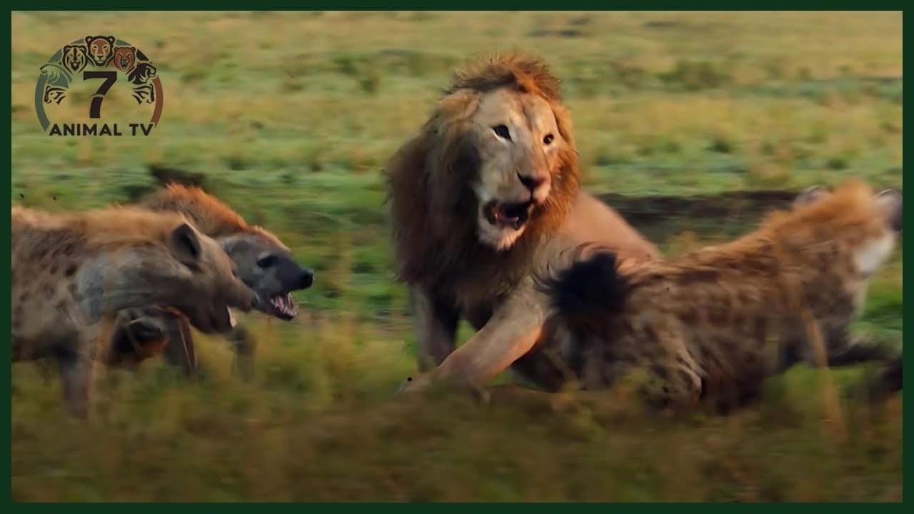 Incredible Moments Wild Animals That Can Defeat A Lion Easily | Animal ...