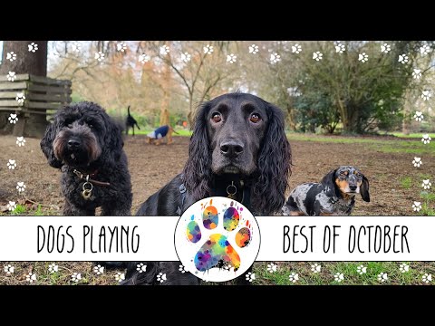 DOGS PLAYING - Best of October 🐾🐶 - YouTube