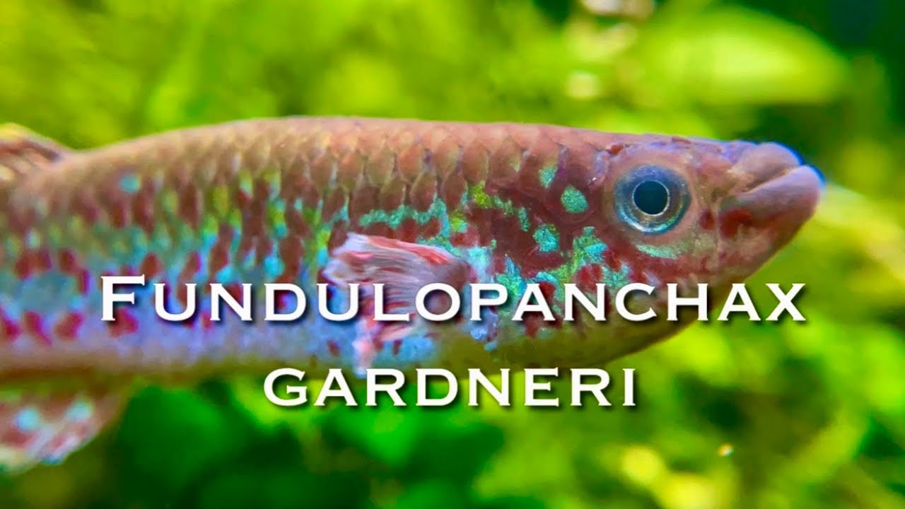 【成長記録part 2】Fundulopanchax gardneri makurdi long fins from hatching to ...