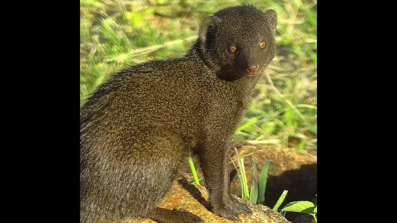 Dwarf Mongoose - YouTube
