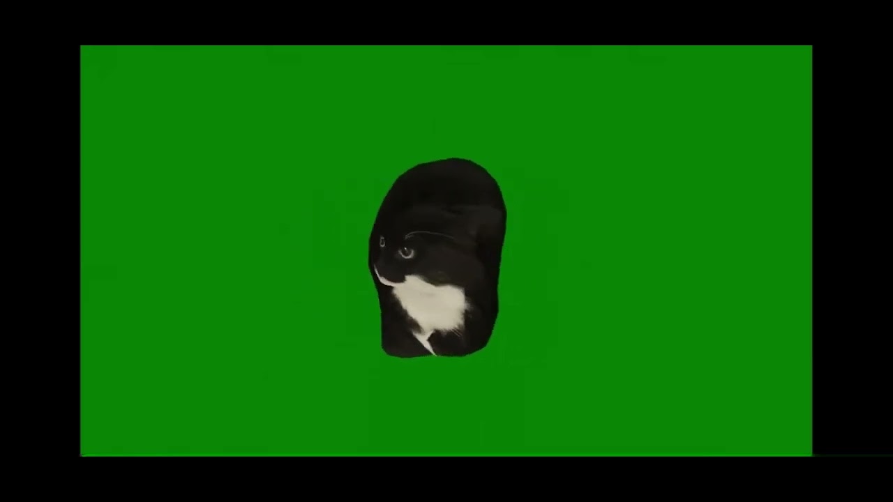 The Spinning Loaf Cat on green screen (No audio) - YouTube