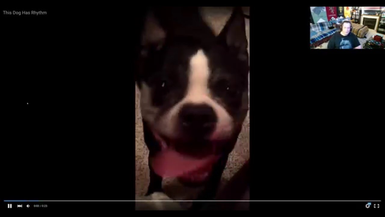 This Dang Dog Has Better Moves Then Me! - YouTube