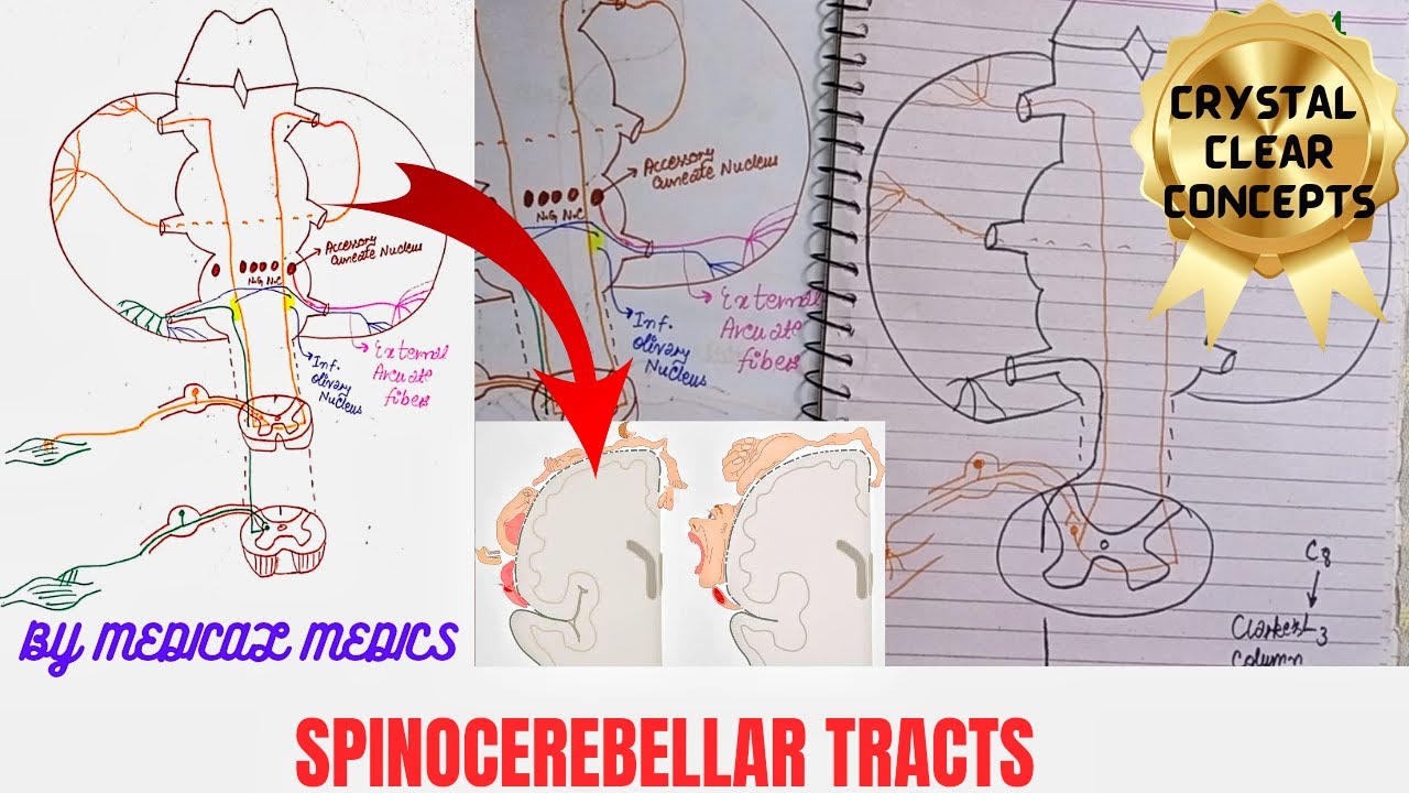 Cerebellar Afferent Pathways From Spinal Cord | Spinocerebellar Tracts ...