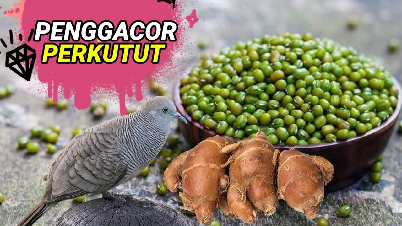 Jamu alami penggacor burung perkutut || kacang ijo dan kencur - YouTube