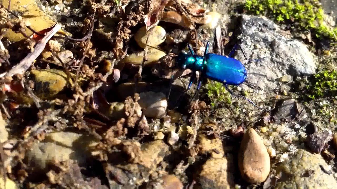 Blue Tiger Beetle - YouTube