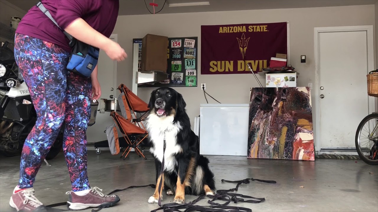 Teaching a Dog Verbal Cues - YouTube