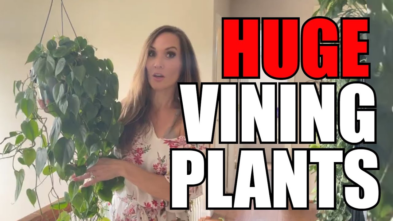 HUGE & LUSH Vining Plants Collection | Vining Plants Tour |Plant Eye ...