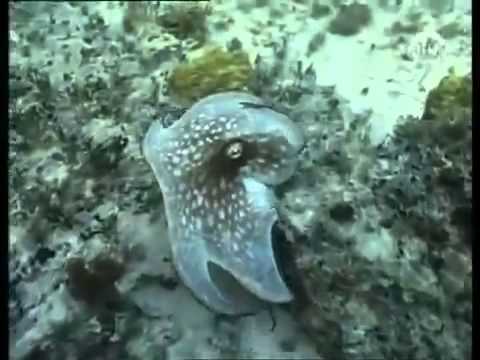 Octopus Intelligence Test- Recognizing Symbols and Patterns - YouTube